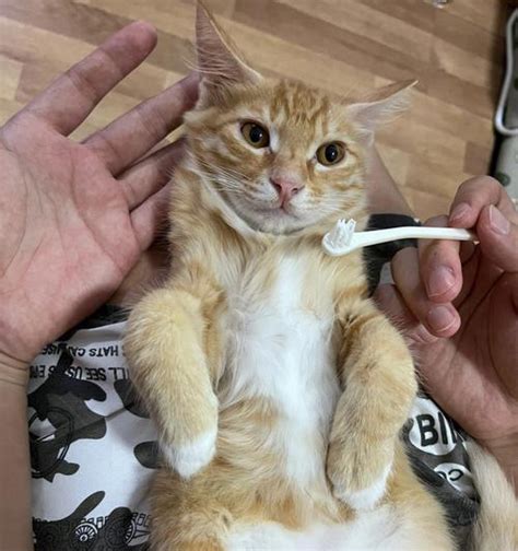 小猫咪肛门异味的问题与解决方法小猫咪挤肛门腺是解决异味问题的有效方法 宠猫网