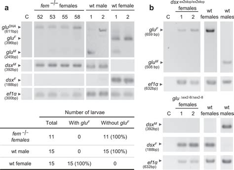 the sex specific splicing of glu is controlled by the fem gene a download scientific diagram