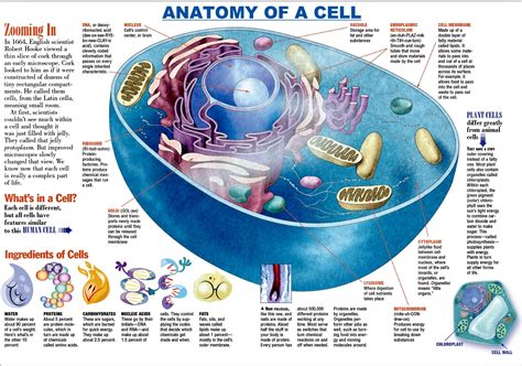 Structure Of A Cell And Functions