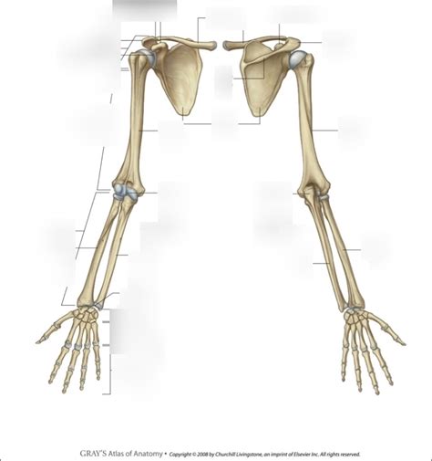 BIOL 2221L Bones Of The Upper Limb Diagram Quizlet