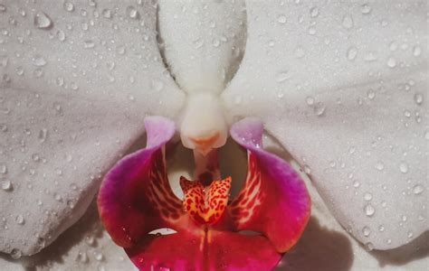 Premium Photo Sexy Flower Vulva Clitoris Vagina Orgasm Spring Season Erotic Orchid Flower