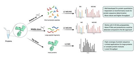 What Is Protein Mass Spectrometry Rapid Novor
