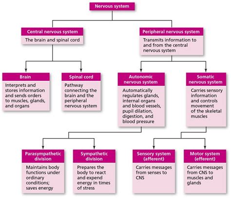 Nervous System Flow Chart En 2024