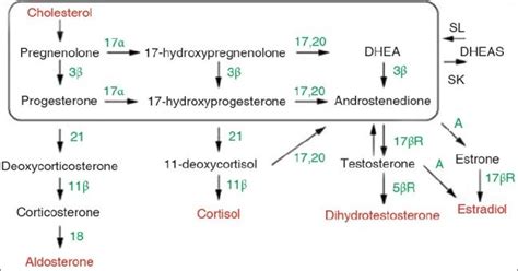 Adrenal Gland Hormone Pathway