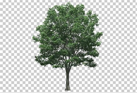 Tree Architectural Rendering Landscape Architecture Stock Photography