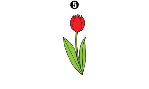 Tulip Flower Drawing Easy Step By Best Flower Site