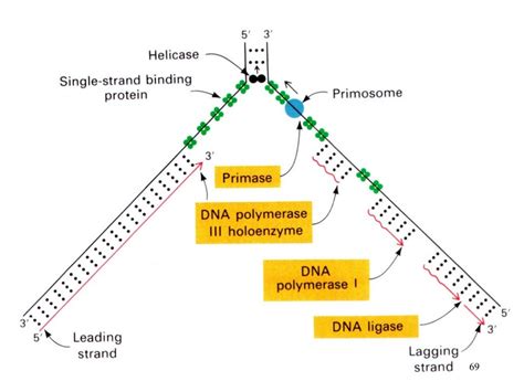 Dna Replication In Prokaryotes And Eukaryotes