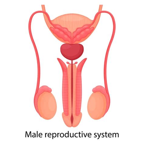 Male Reproductive System Indicated Main Parts Isolated White Background
