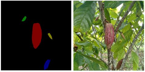 data free full text ripsetcocoacnch12 labeled dataset for ripeness stage detection