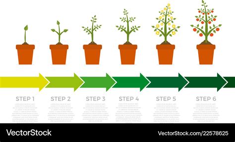 Infographic Plant Growth Stages Tree Royalty Free Vector NBKomputer