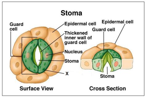 The Stomatal Pore Is Guarded By Two Kidneyshaped Guard Cells Name The