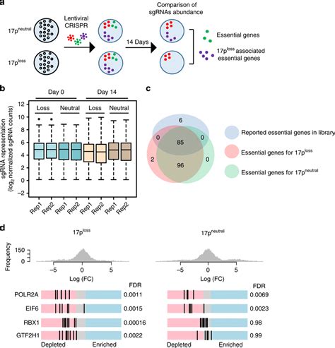 Genome Editing Of Human Primary T Cells Using Crisprcas9