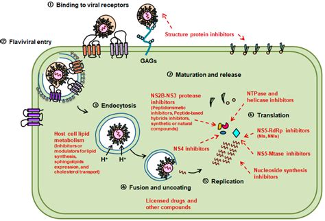 Flavivirus Replication Cycle And The Targeted Antiviral Strategies The