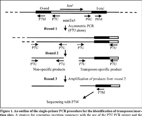 figure 1 from single primer pcr procedure for rapid identification of transposon insertion sites