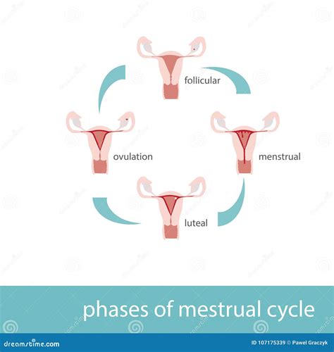 Menstrual Cycle Phases Diagram Stock Vector Illustration Of