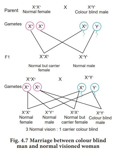 sex linked inheritance principles of inheritance and variation