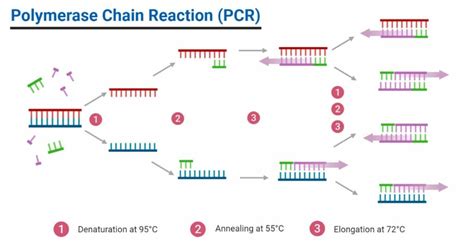 Amplicon Sequencing Principle Steps Types Uses Diagram