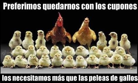 Los Memes De La Controversia Sobre Las Peleas De Gallos