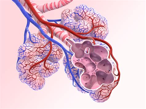 Anatomy And Physiology Of The Alveoli