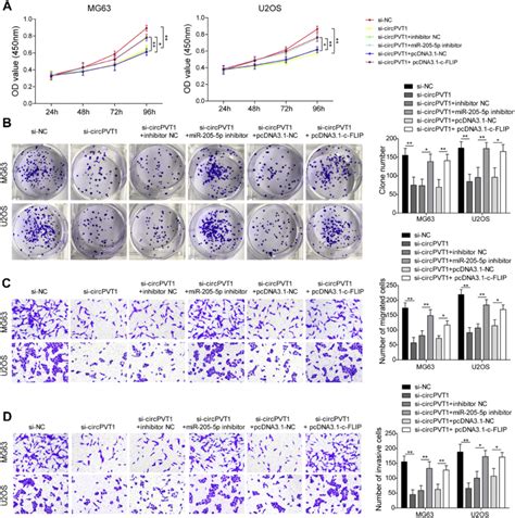 CircPVT1 Regulates Invasion And Metastasis Of OS Cells Through