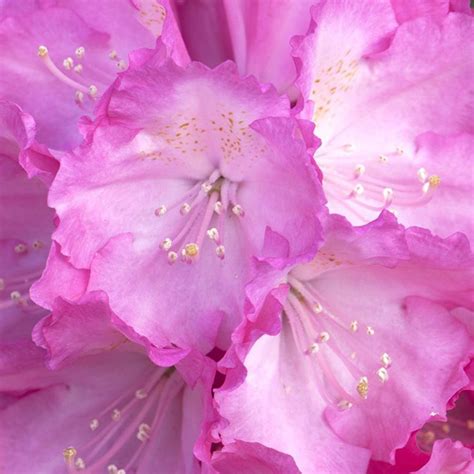 Rhododendron Yakushimanum Polaris Clarenbridge Garden Centre