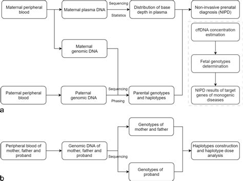 the flow charts of targeted linked read sequencing and proband based download scientific