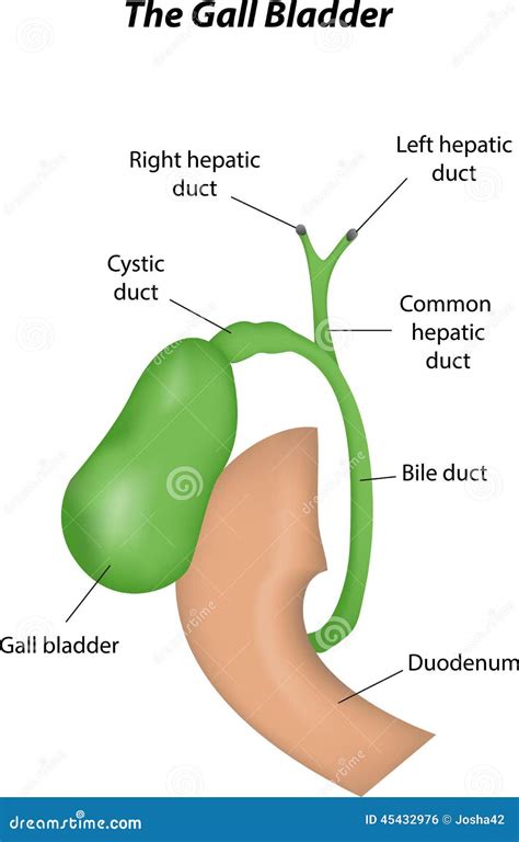 The Gall Bladder Labeled Diagram Stock Vector Image 45432976
