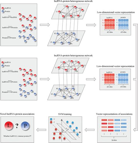 frontiers predicting lncrna protein interactions by heterogenous network embedding