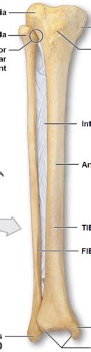 Anatomy Lab Tibia And Fibula Flashcards Quizlet