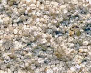 Rock Grain Key Stage Wiki