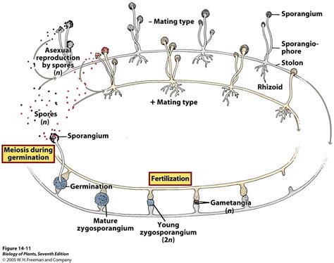 Rhizopus Structure With Diagram Reproduction And Life