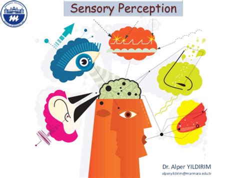 pdf sensory perception emre bilgili