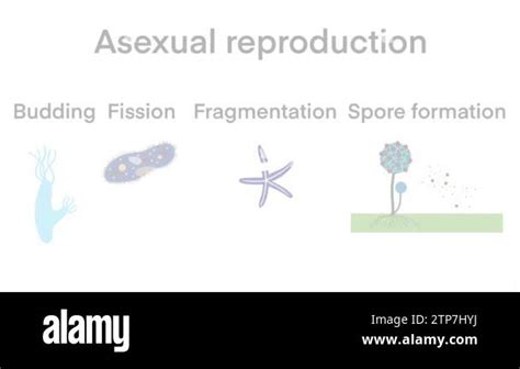 Scientific Designing Of Differences Between Sexual And Asexual Reproduction Asexual Vs Sexual