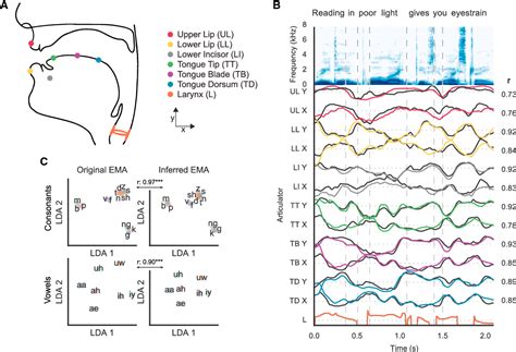 figure 1 from encoding of articulatory kinematic trajectories in human speech sensorimotor