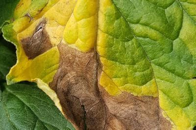 Verticillium Wilt Pests Diseases