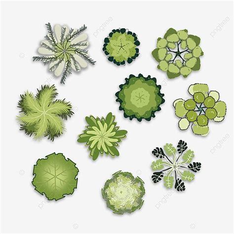 Tree Topview Layout Top View Plant Plantree Landscape Tree Vector Png