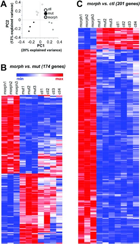 microarray analysis revealed differential expression of gene in download scientific diagram