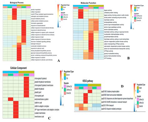 Gene Ontology GO Enrichment Based Clustering Analysis Of The