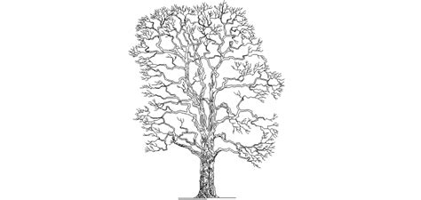 Tree Design View Of Tree Elevation With Tree Area And View Of Its
