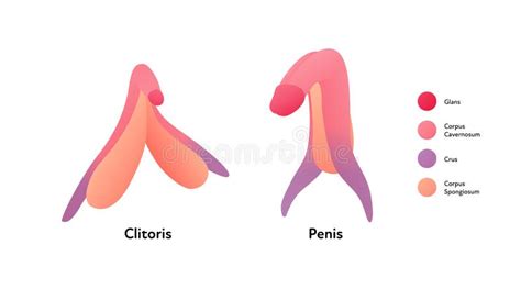 Reproductive System Infographic Poster Vector Flat Medical