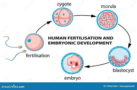Human Fertilization And Embryo Development Stock Vector Illustration Of Medicine Artistic