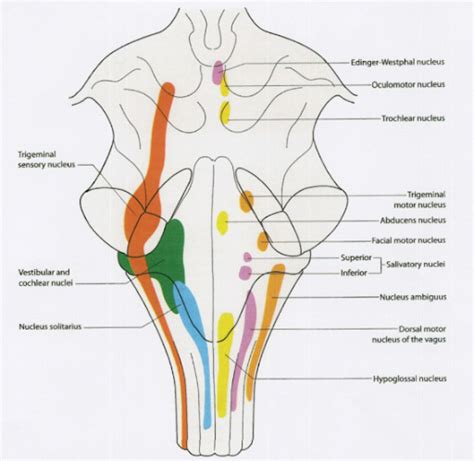 Solitary Nucleus