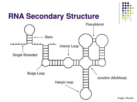 ppt rna secondary structure prediction powerpoint presentation id 1265755