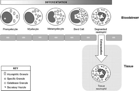 Types Of Neutrophils