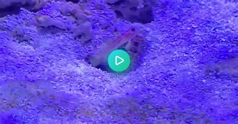 yasha goby and tiger pistol shrimp album on imgur