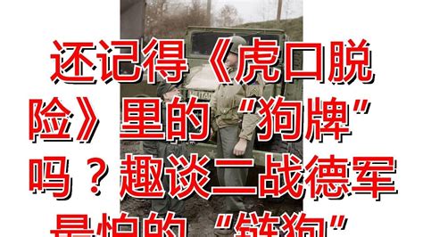 还记得虎口脱险里的狗牌吗趣谈二战德军最怕的链狗 YouTube