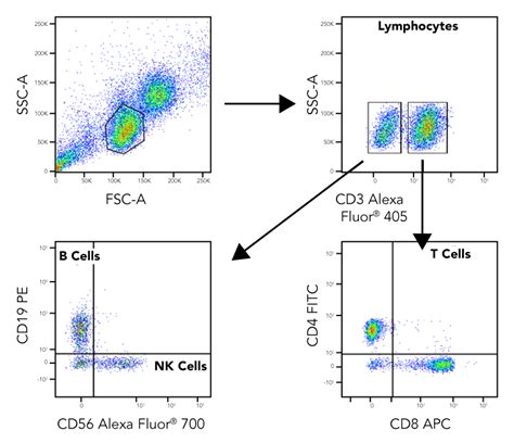 TBNK Cell Flow Cytometry Panel R D Systems
