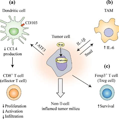 Canonical Wnt β catenin pathway WNT ON state WNT proteins by