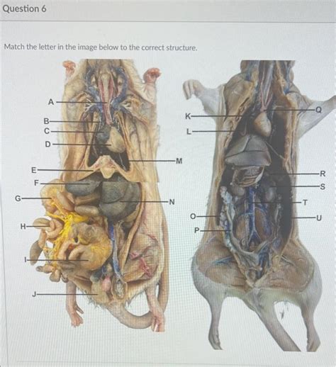 Solved Hi Can I Get Some Help With Labelling The Dissection Chegg