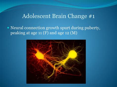 PPT The Adolescent Brain Still GROWING PowerPoint Presentation